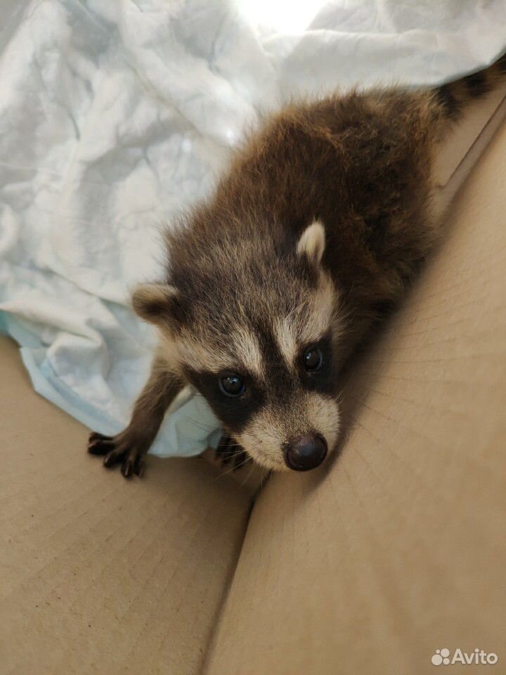 Енот-полоскун