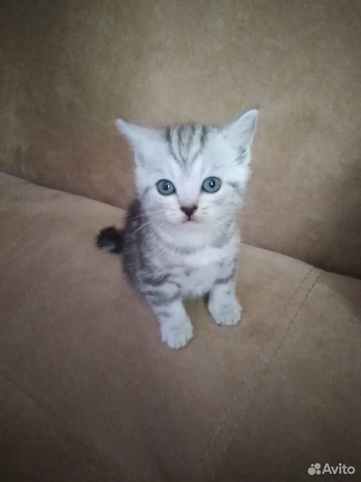 Помесные шотландские котята