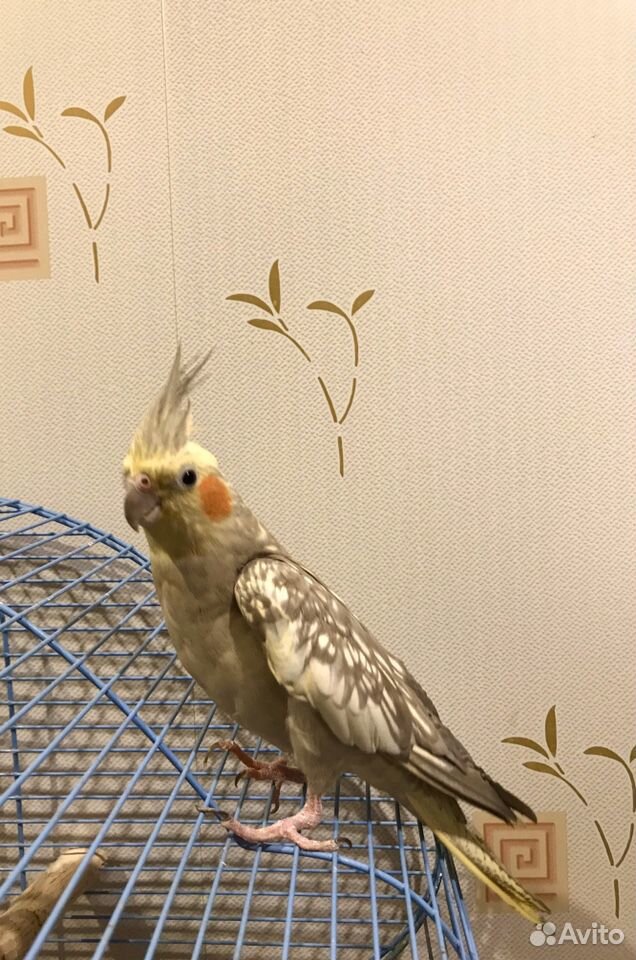 Попугай корелла