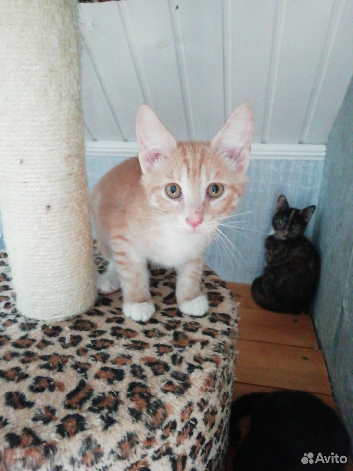 Ушастики в добрые руки. Привезу