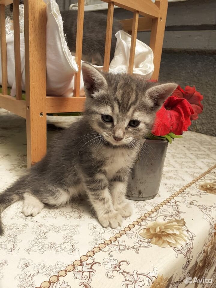 Пушистики ищут свою семью