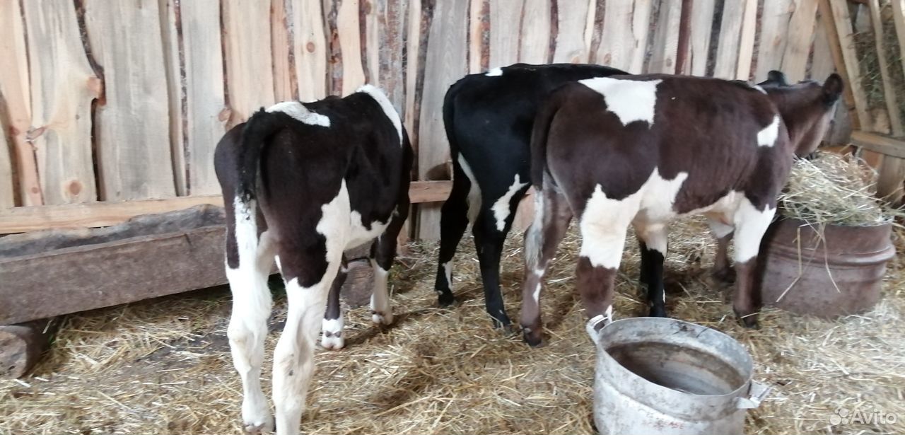 Продам бычков