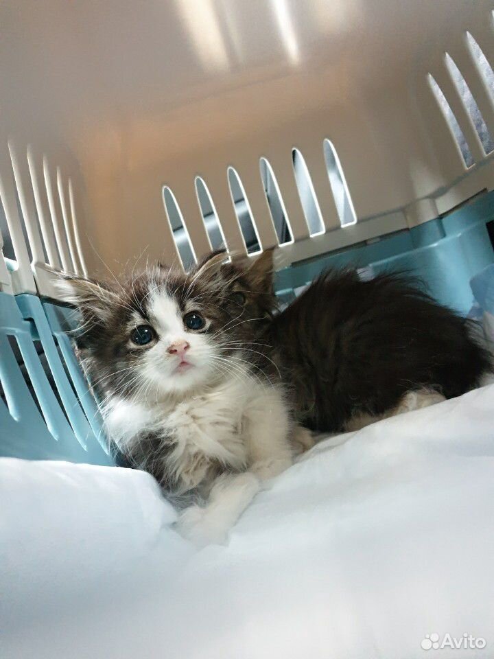 Домовятам нужен дом