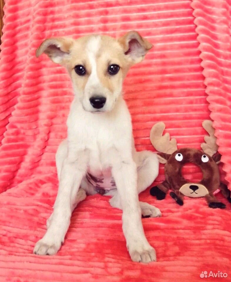 Щенок - девочка, 3,5 месяца, в добрые руки