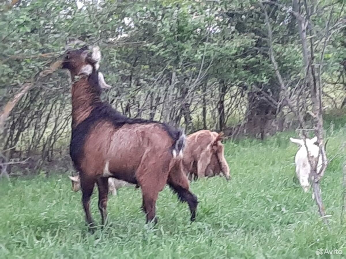 Нубийский козел