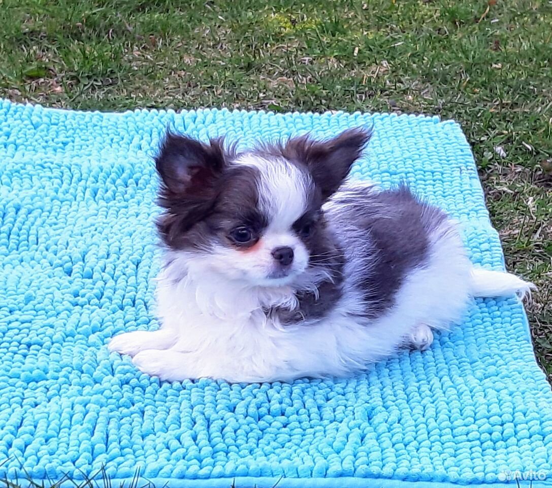 Кукольный мальчик чихуа длинношерстный