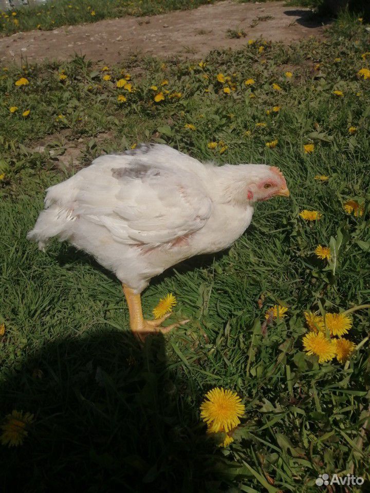 Куры броллеров