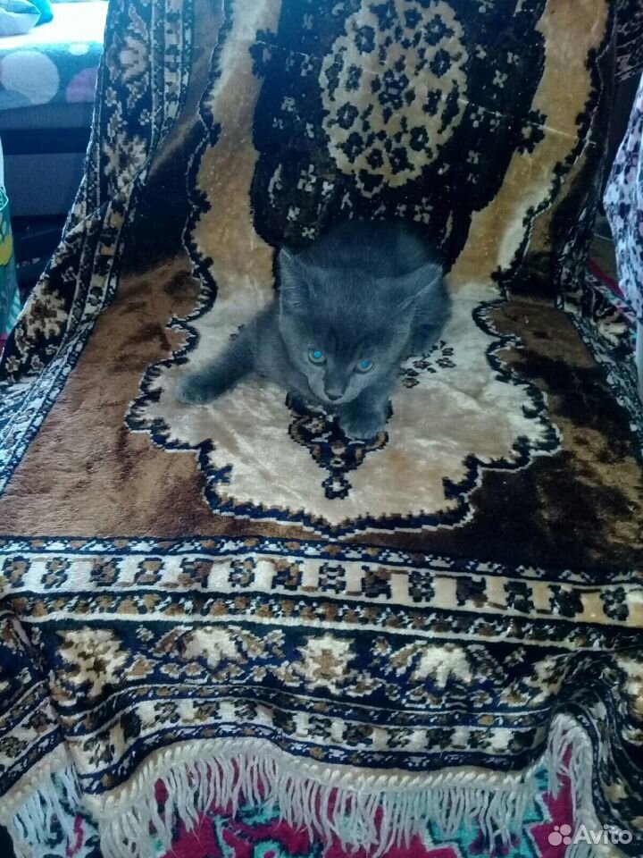 В поисках заботливых родителей