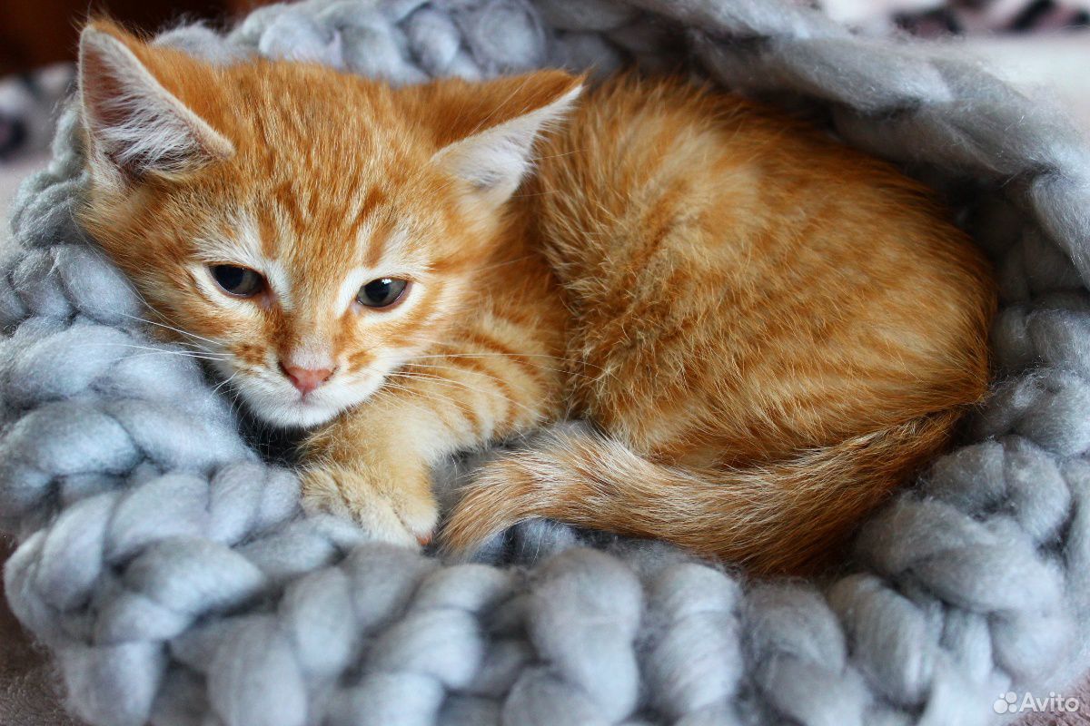 Котята Коржик и Карамелька, 1.5 месяца