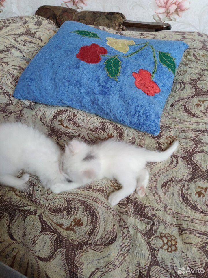 Белые котята полуперсы