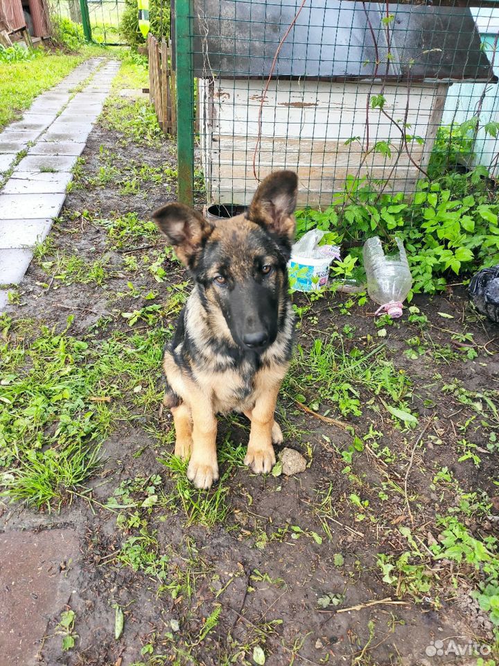 Метис овчарки, мальчик, 4 месяца, в добрые руки