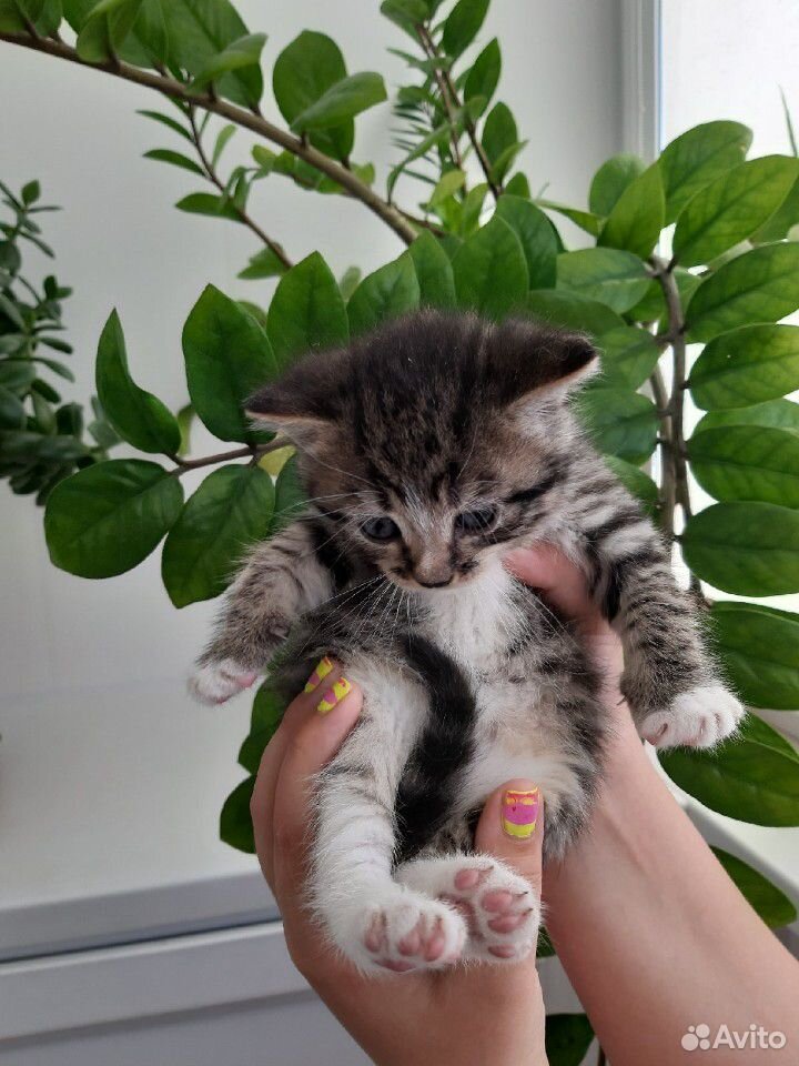 Котята