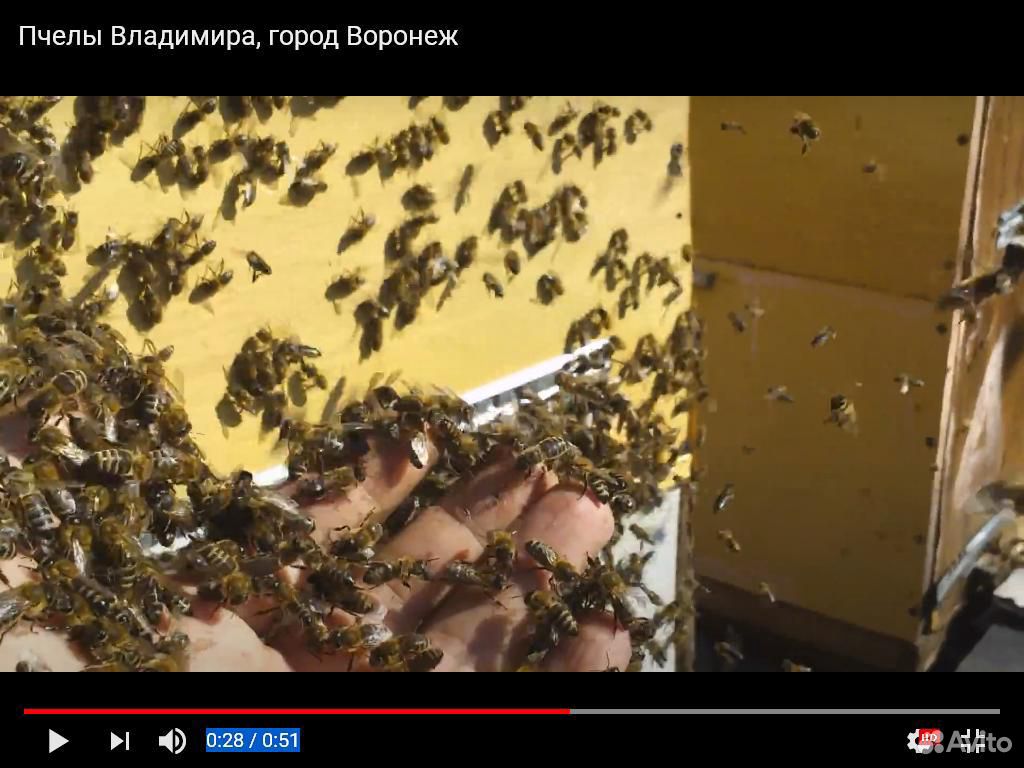 Пчелопакеты, св. мат. молочко, мёд, прополис,воск