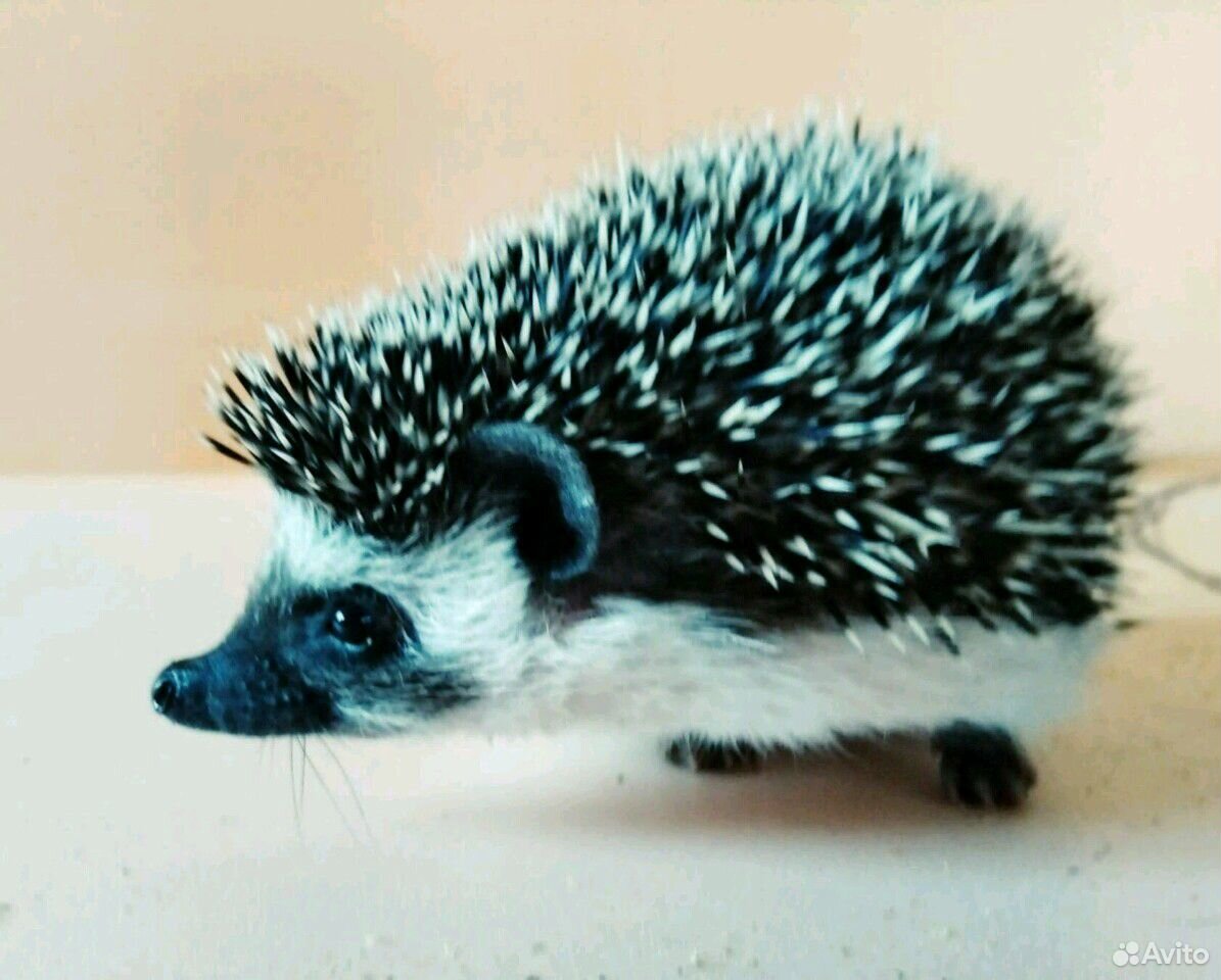 Африканские карликовые ежики