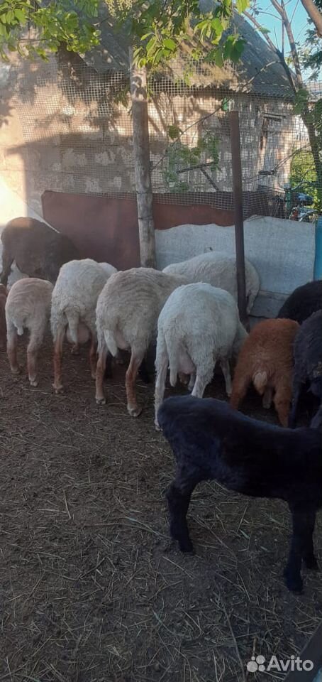 Продаю овец