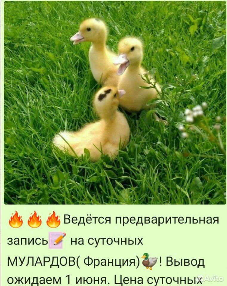 Муларды Франция (Ия Орвия)