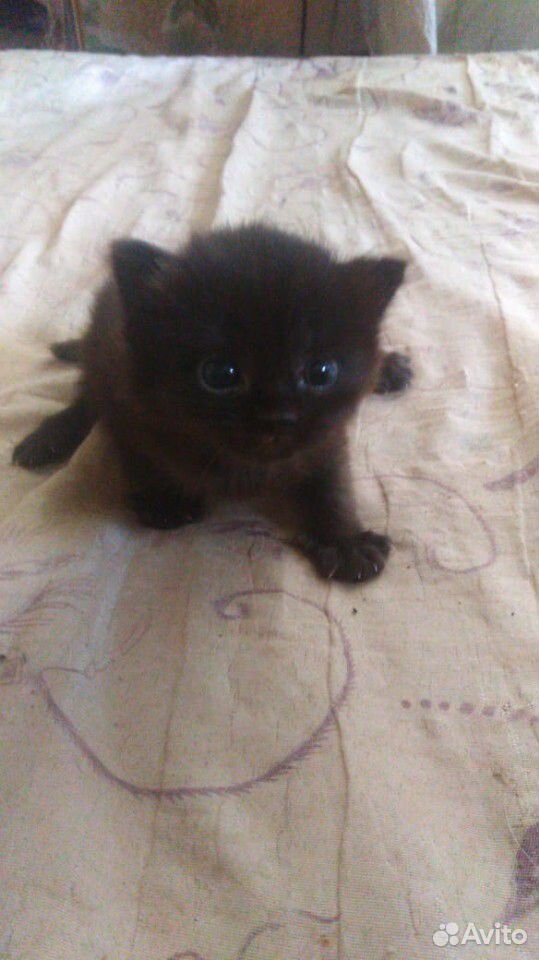 Черные котята все мальчики здоровые домашние