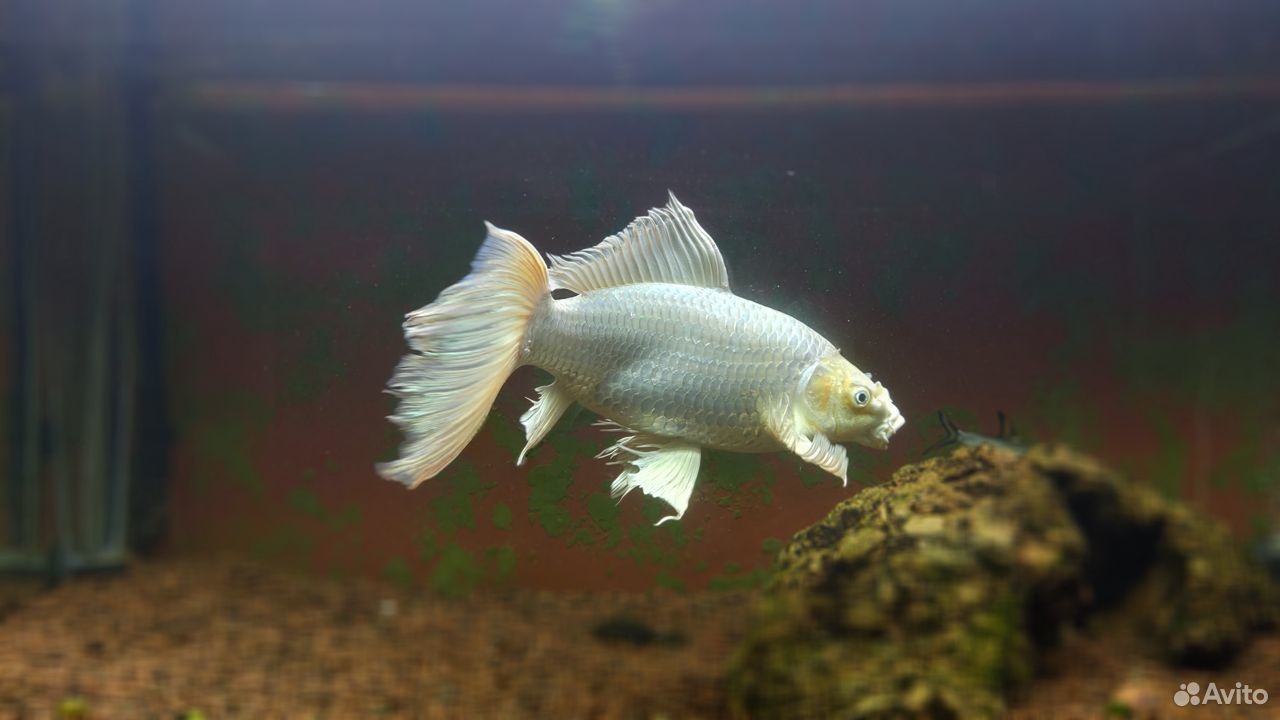 Карп кои-дракон (Butterfly)