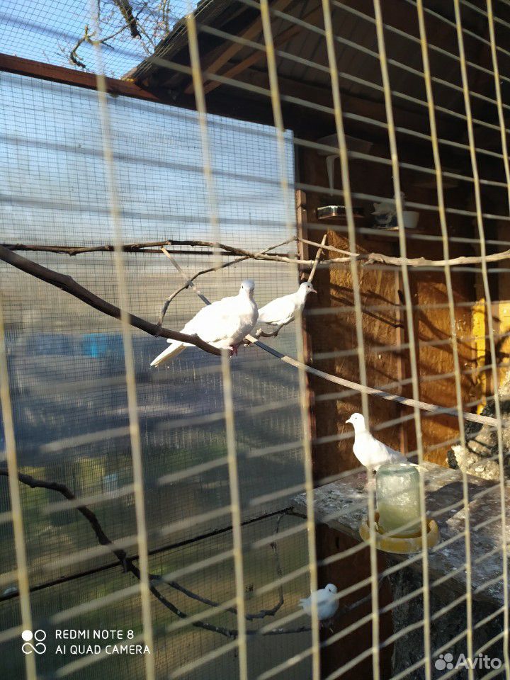 Голуби горлицы