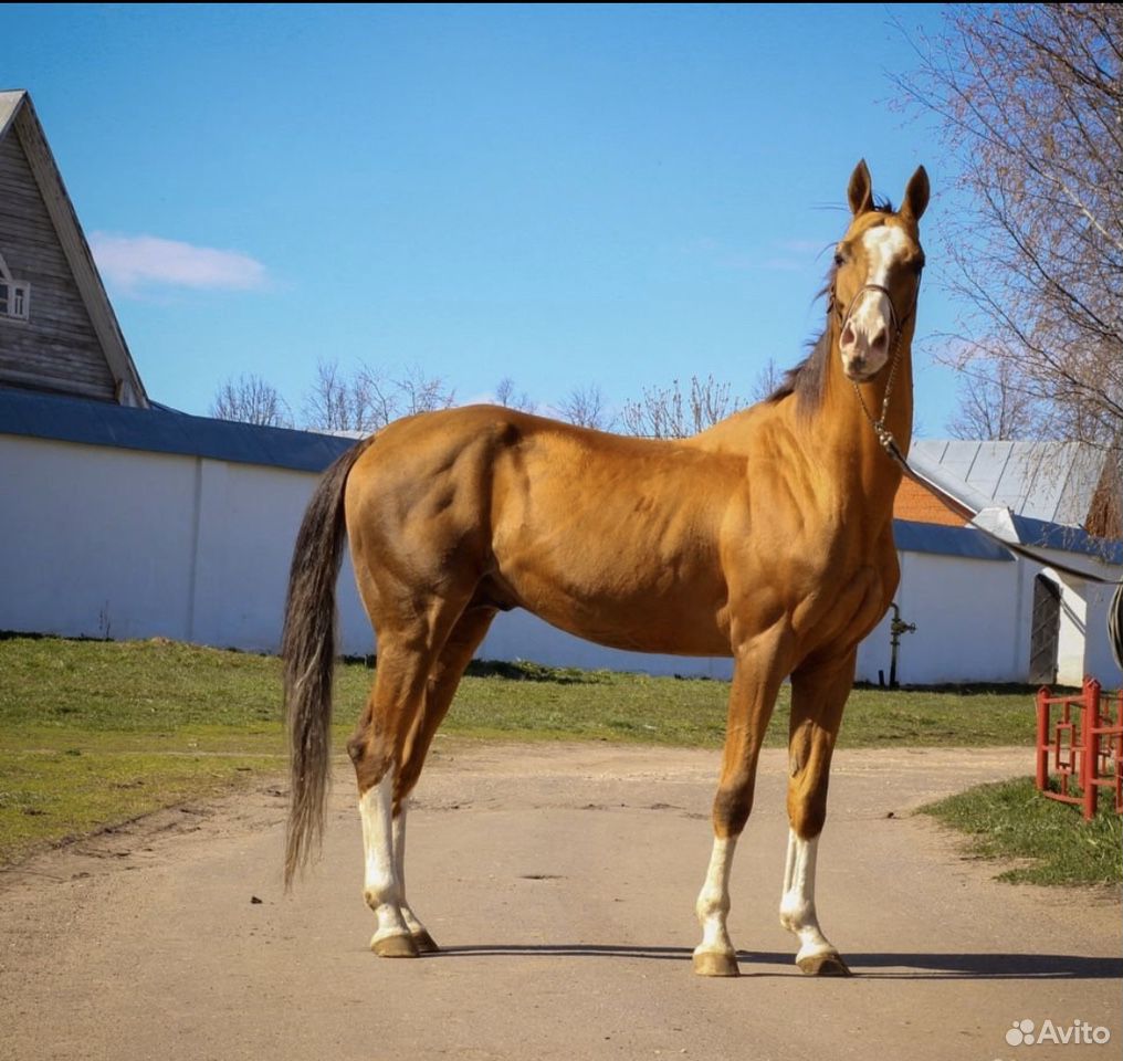 Ахалтекинская лошадь
