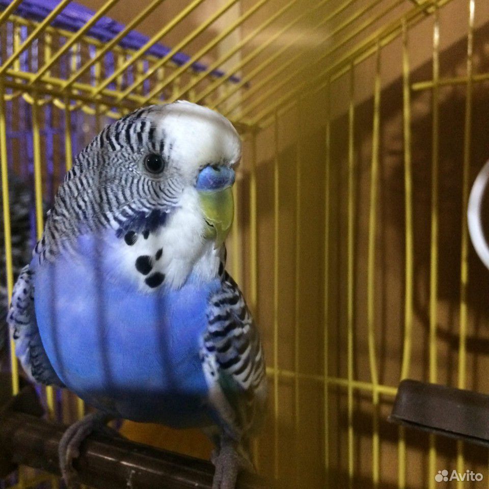 Волнистые попугаи