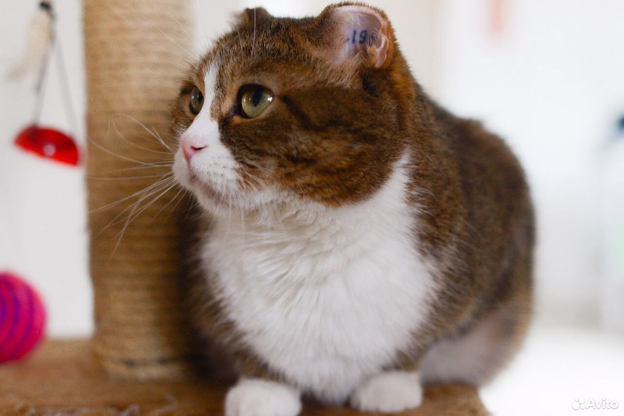 Кошка бесплатно