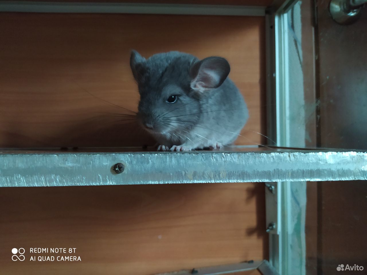 Шиншиллята фиолет носители ангоры