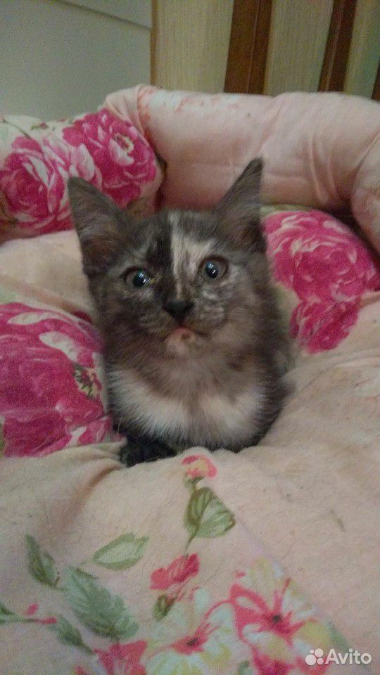 Кош в добрые рукика