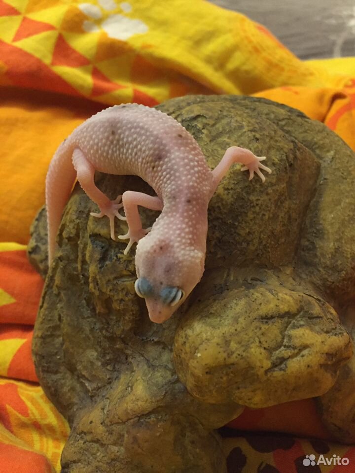 Эублефар Гипо сноу