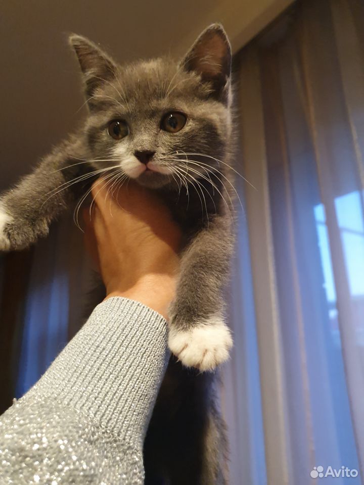 Котенок голубой серый плюшевый