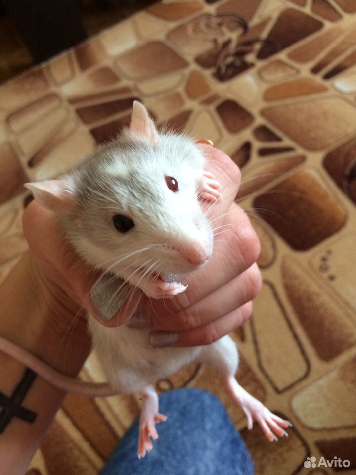 Декоративные крысы