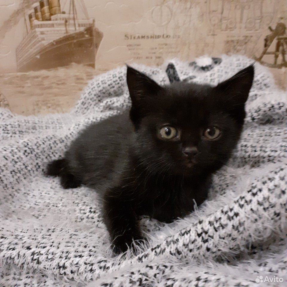 Кошечка бомбейка