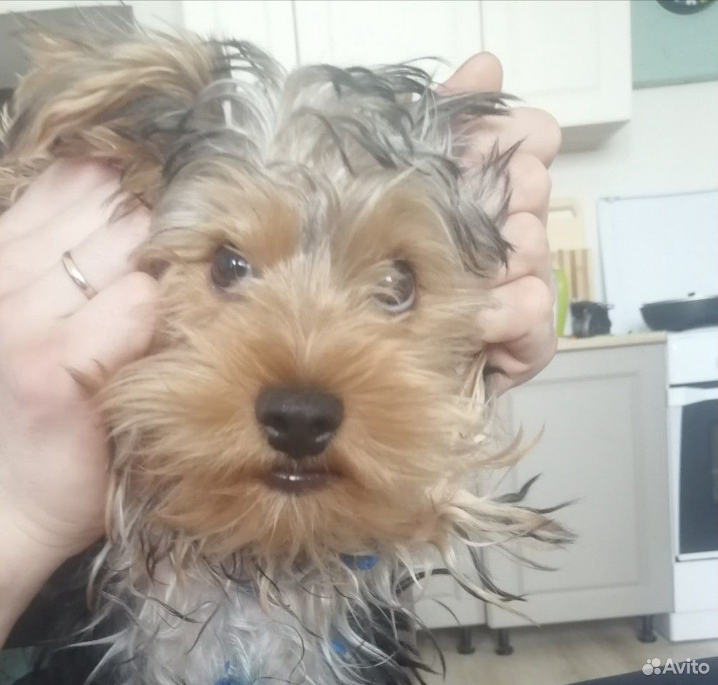 Потерялась собака