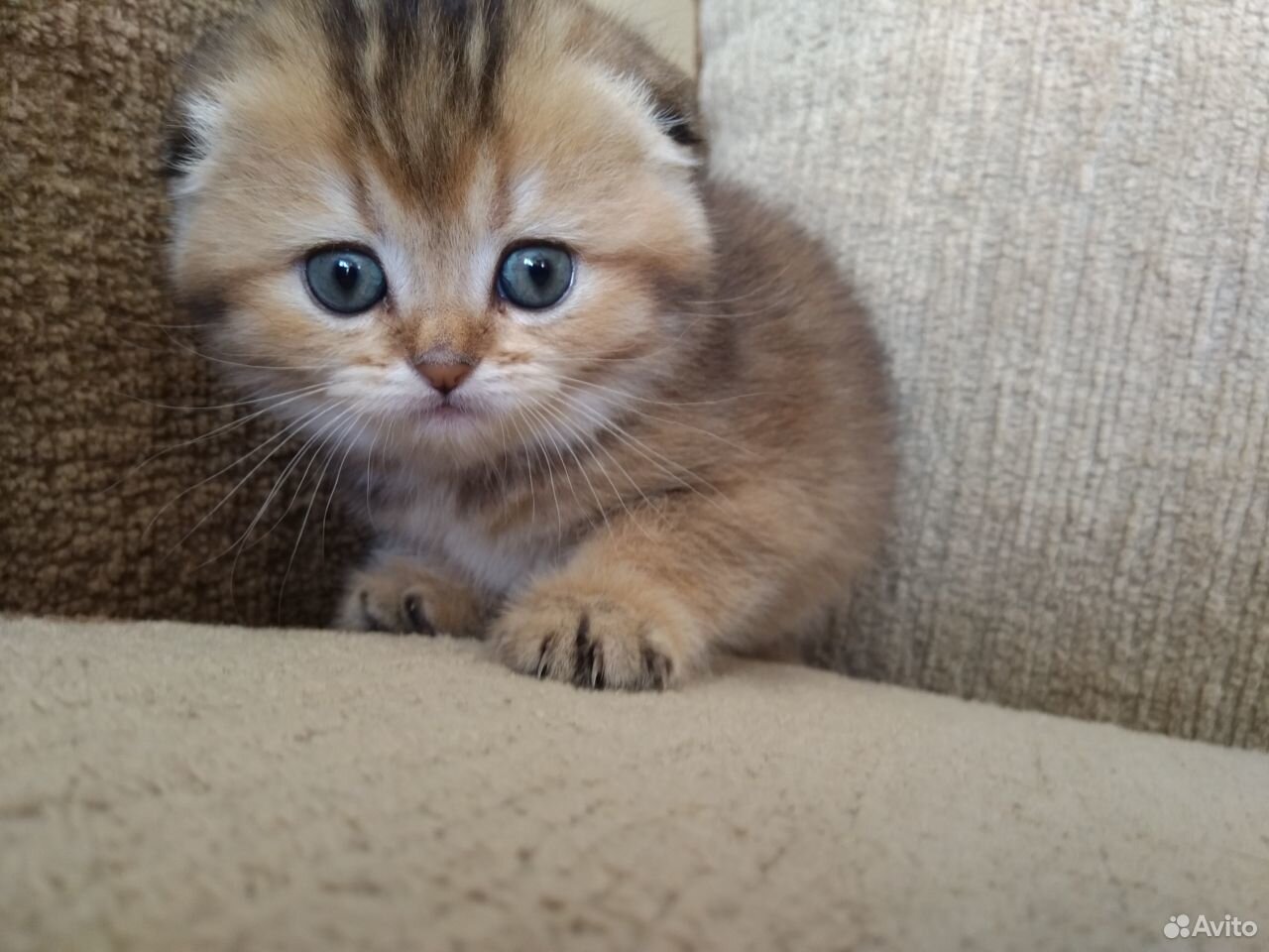 Котята питомник "Aquamarine"