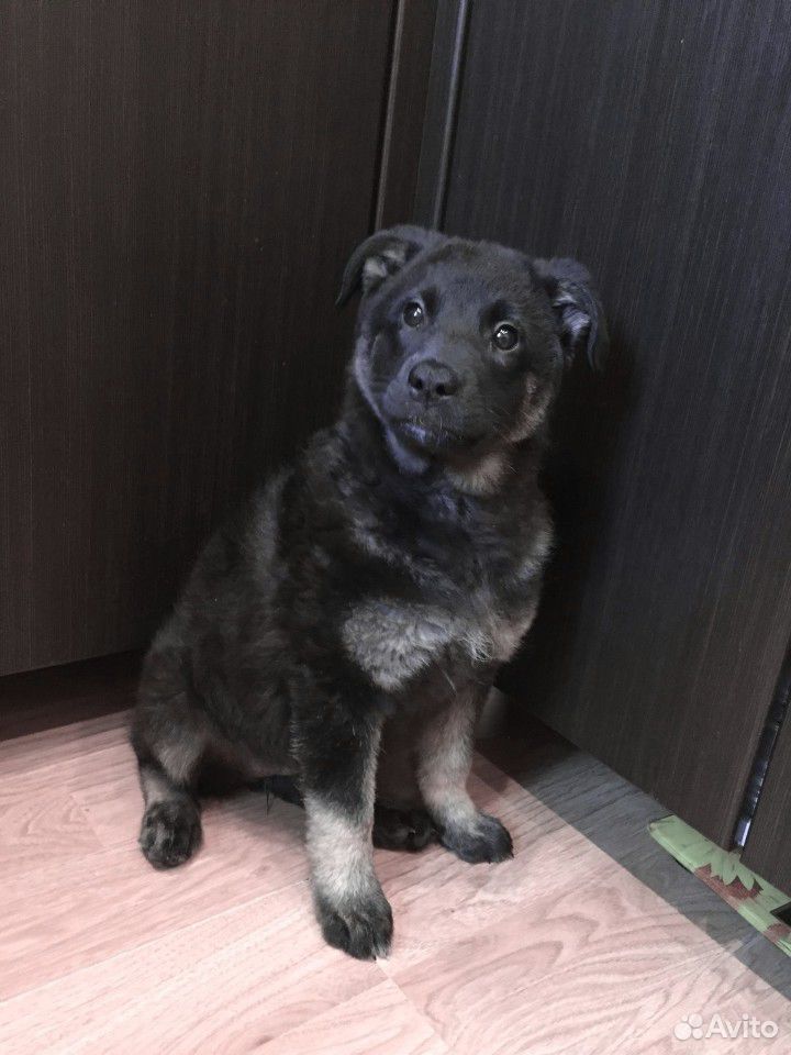 Отдам собачку