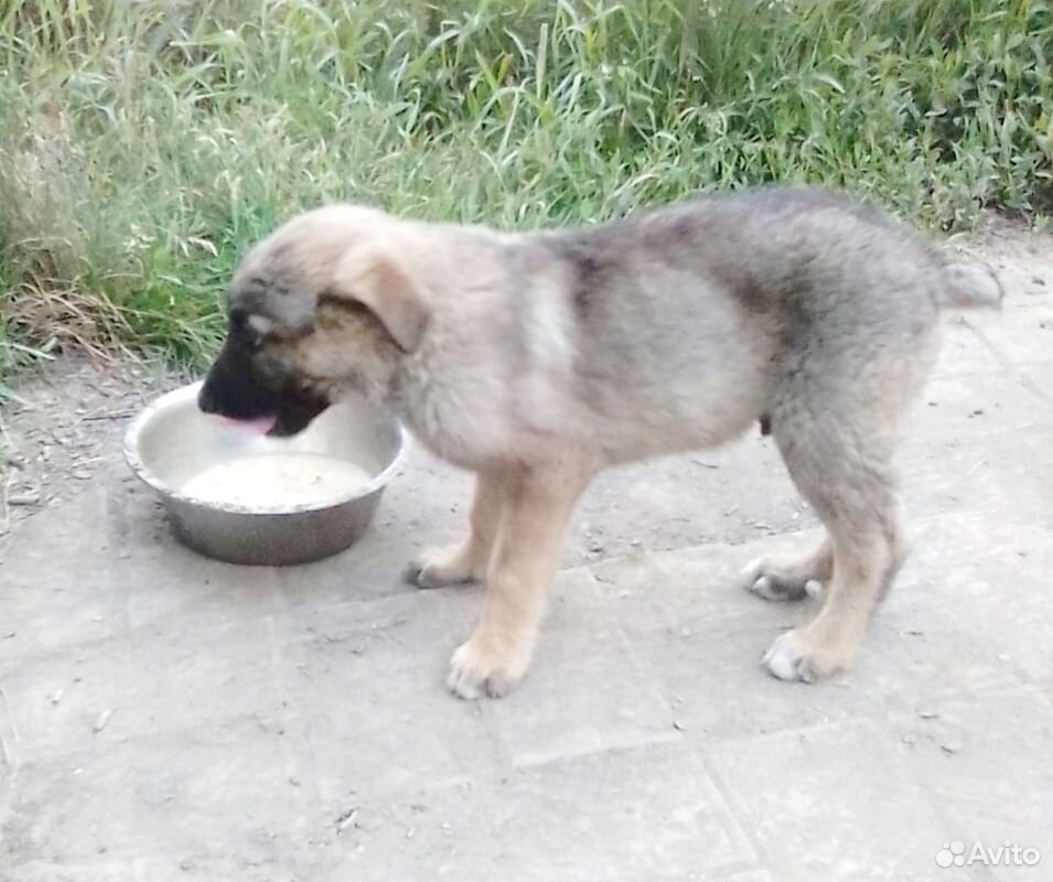 Крупный щенок для охраны