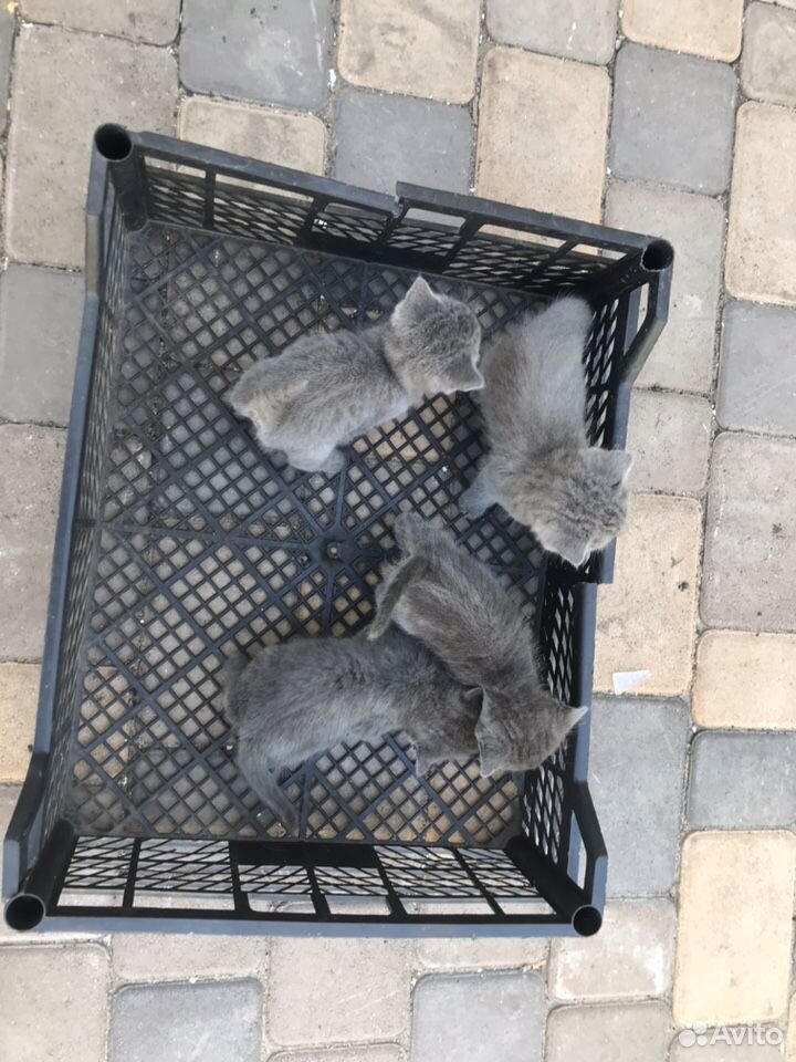Котята британцы