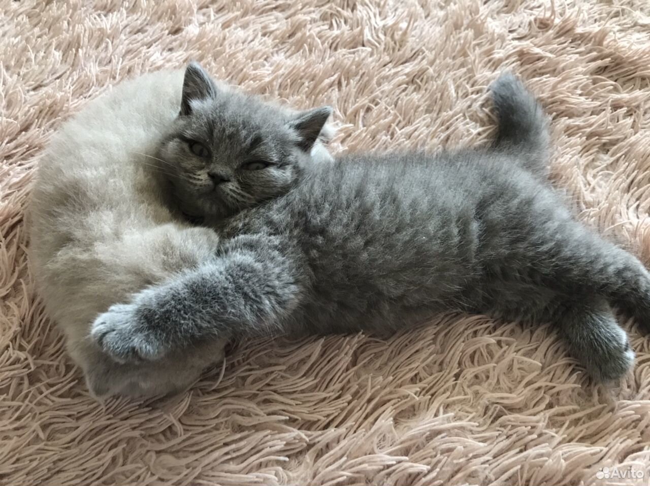 Британская