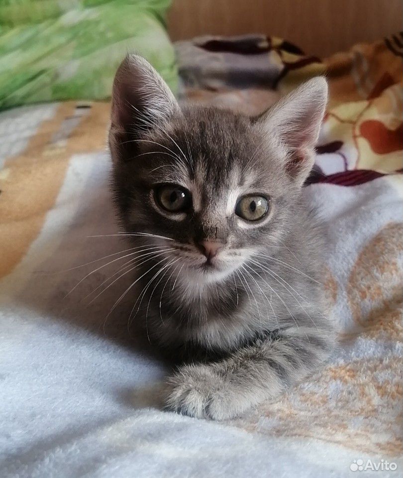 Кошечка шотландская