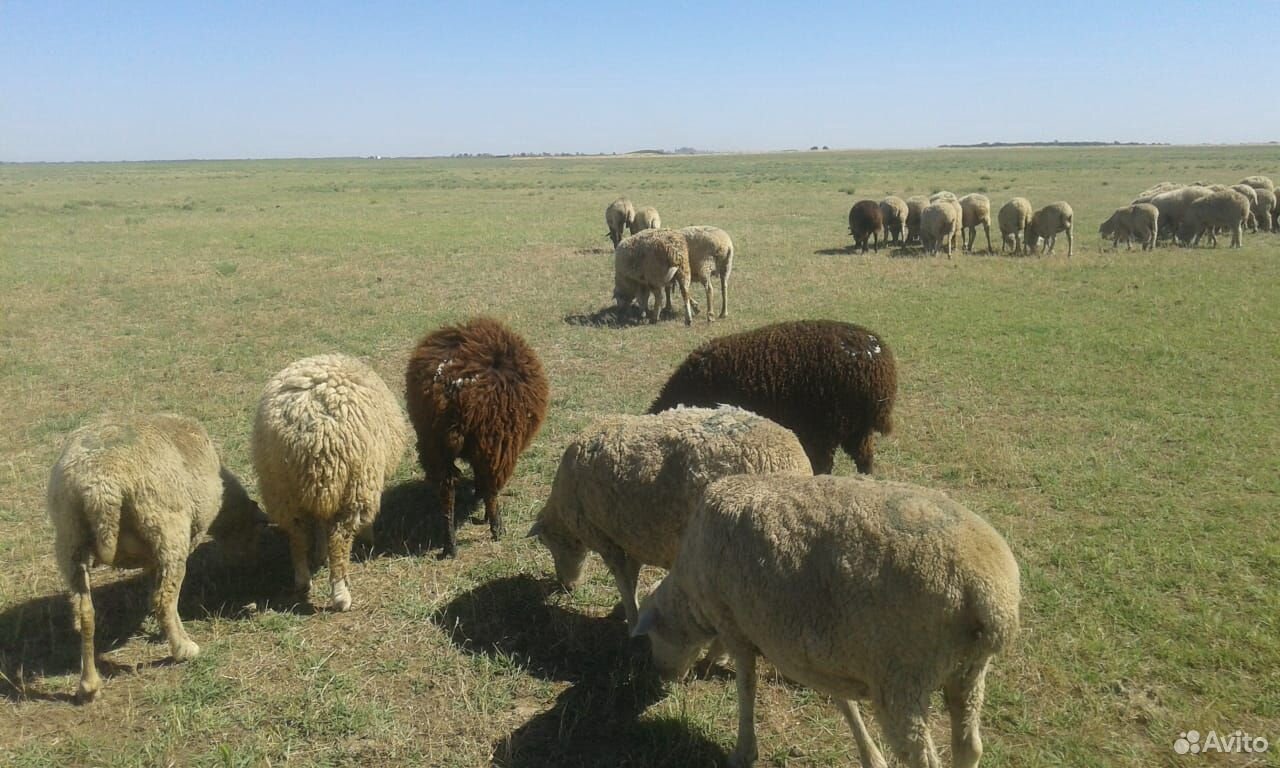 Ягнята, продаю