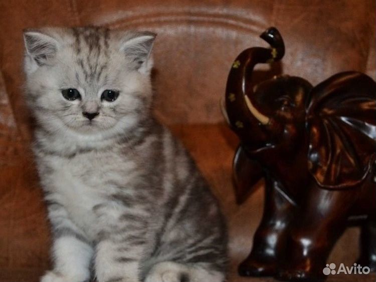 Британский котенок вискас Ричард