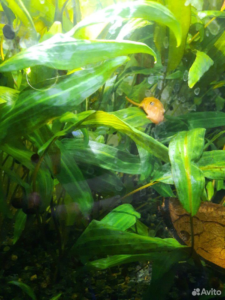 Криптокарина