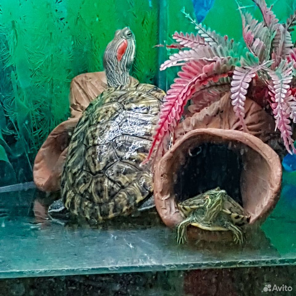 Красноухая черепаха + аквариум