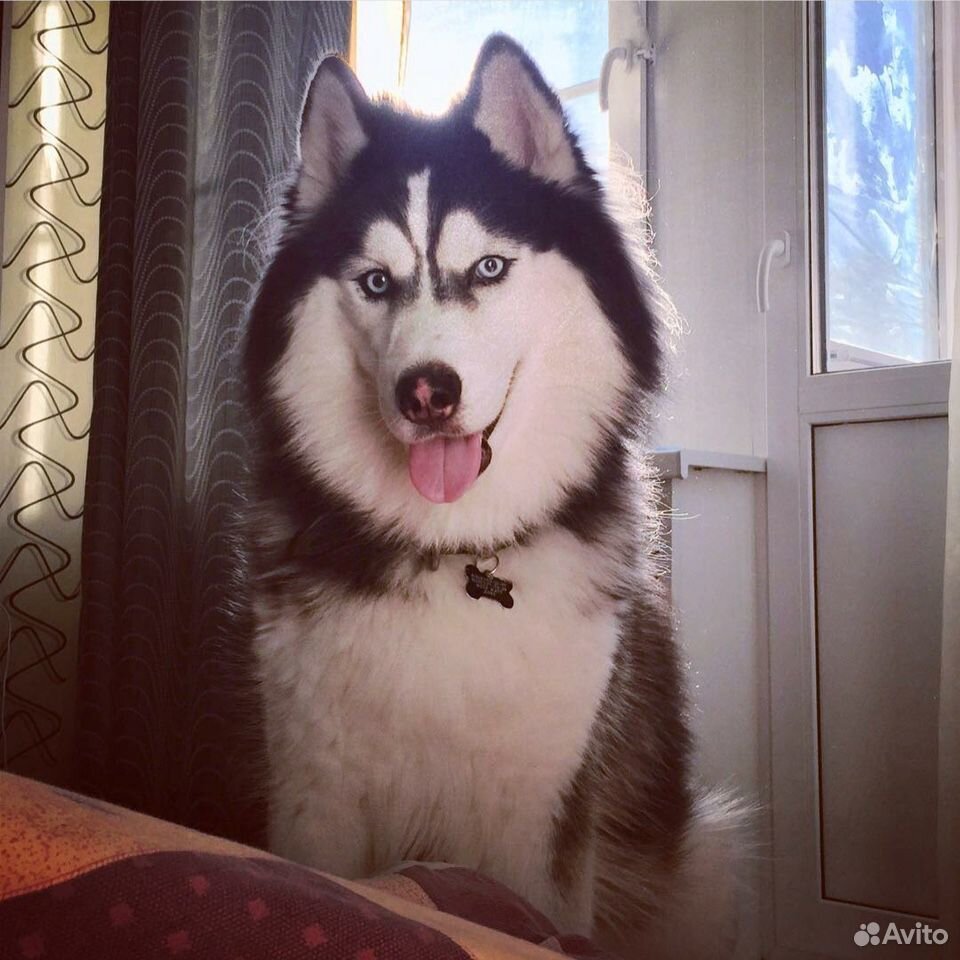 Сибирский хаски Харлей ищет дом
