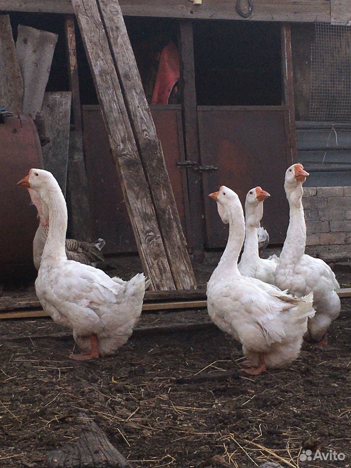 Холмогорские Гуси. Гусаки. Гусята