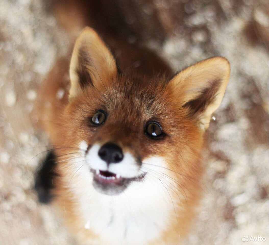 Домашние лисята