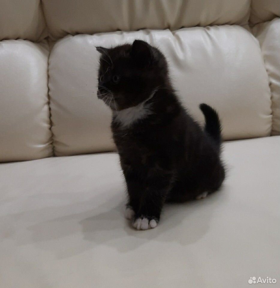 Шотландский вислоухий котенок