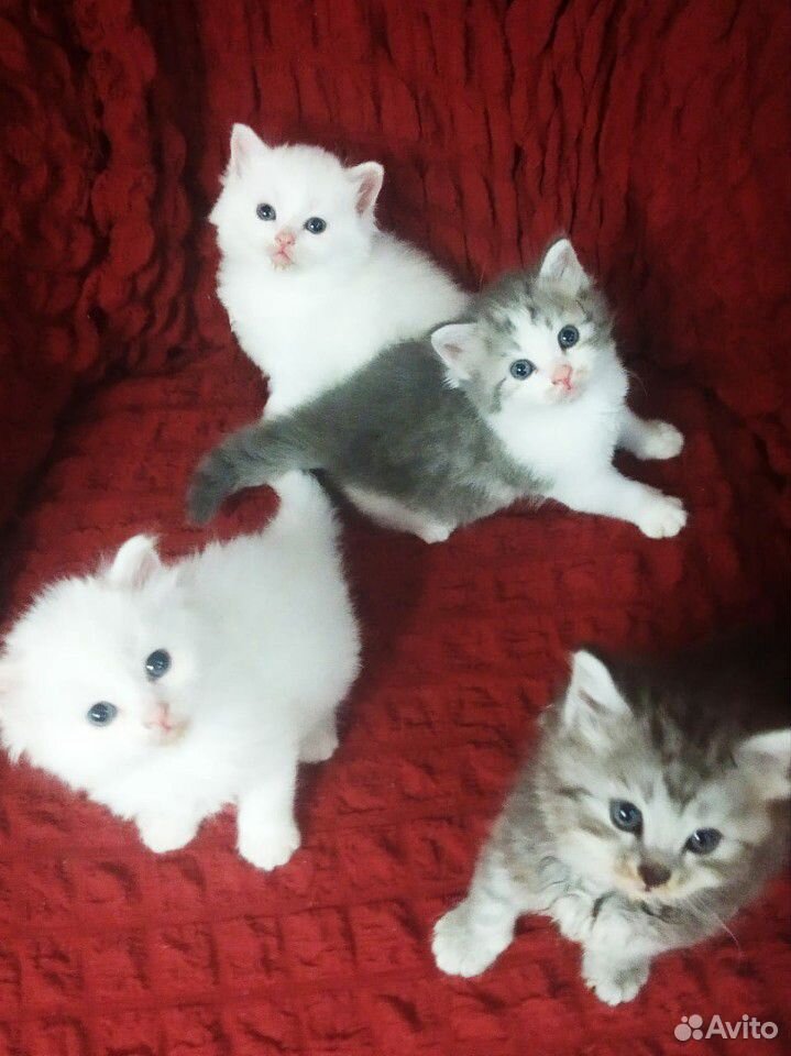 Британские котята