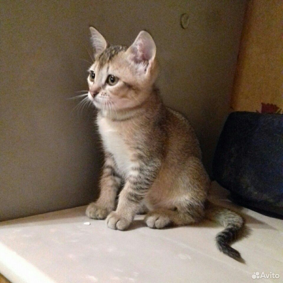 Бурмиллы, 2.5 месяца