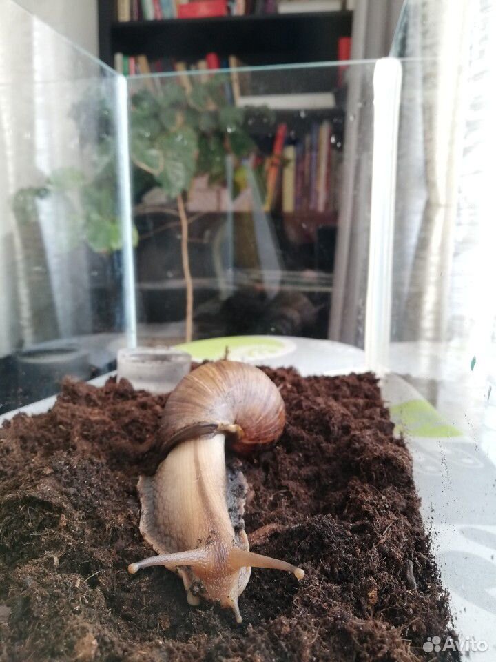 Аквариум с улиткой Ахатиной